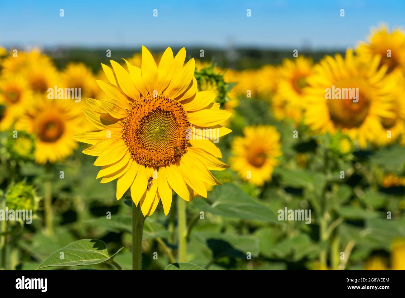 Landscape photography sunflowers hi-res stock photography and images ...