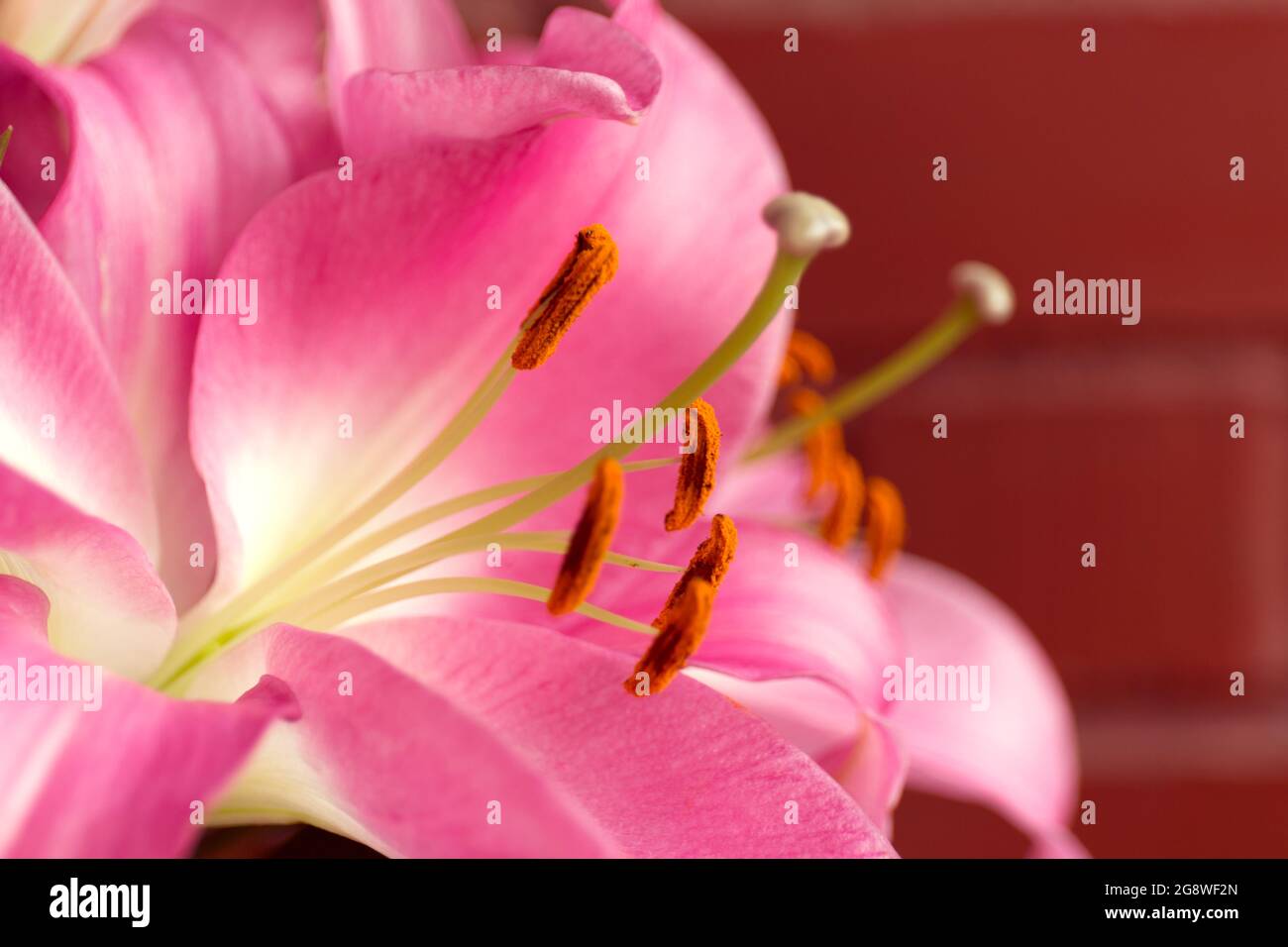 Macro pink big lily flower with soft focus. Abstract close up petal ...