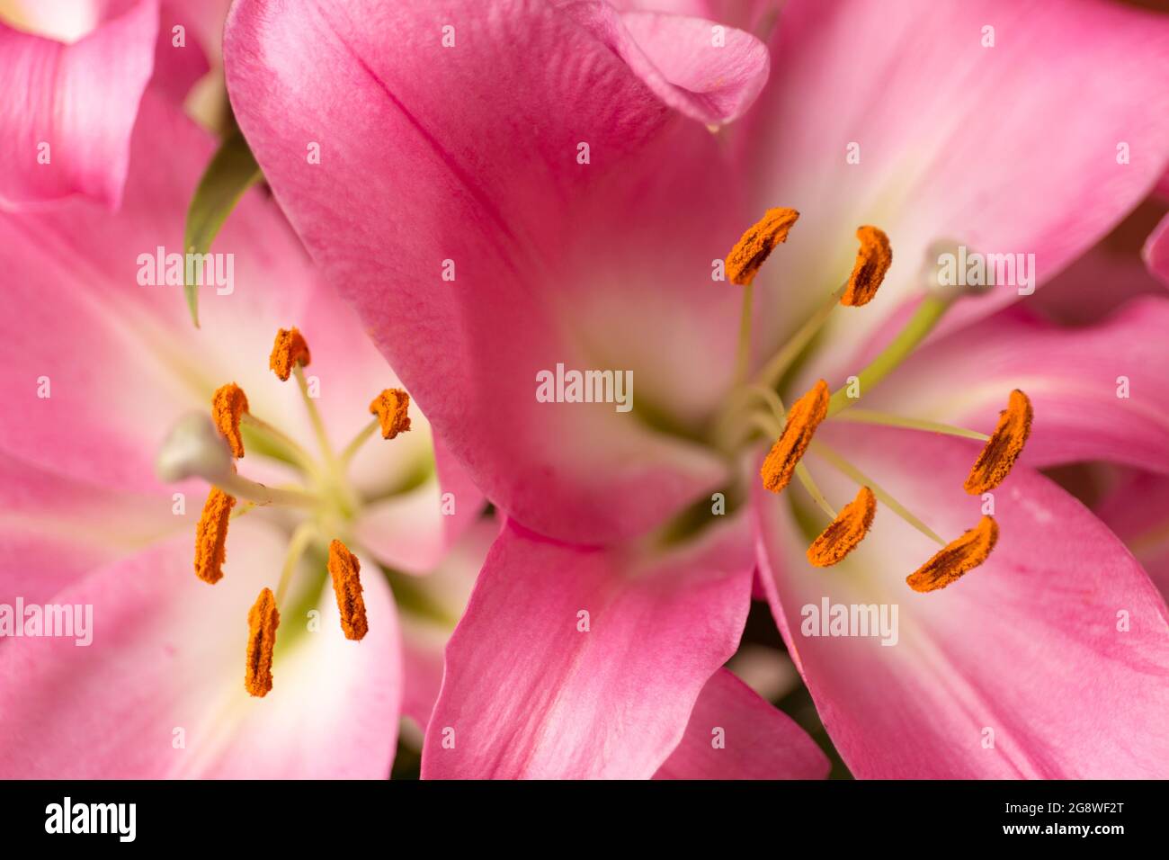 Macro pink big lily flower with soft focus. Abstract close up petal blur background Stock Photo ...