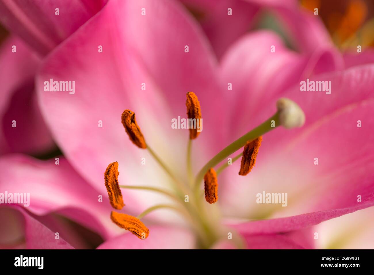 Macro pink big lily flower with soft focus. Abstract close up petal ...