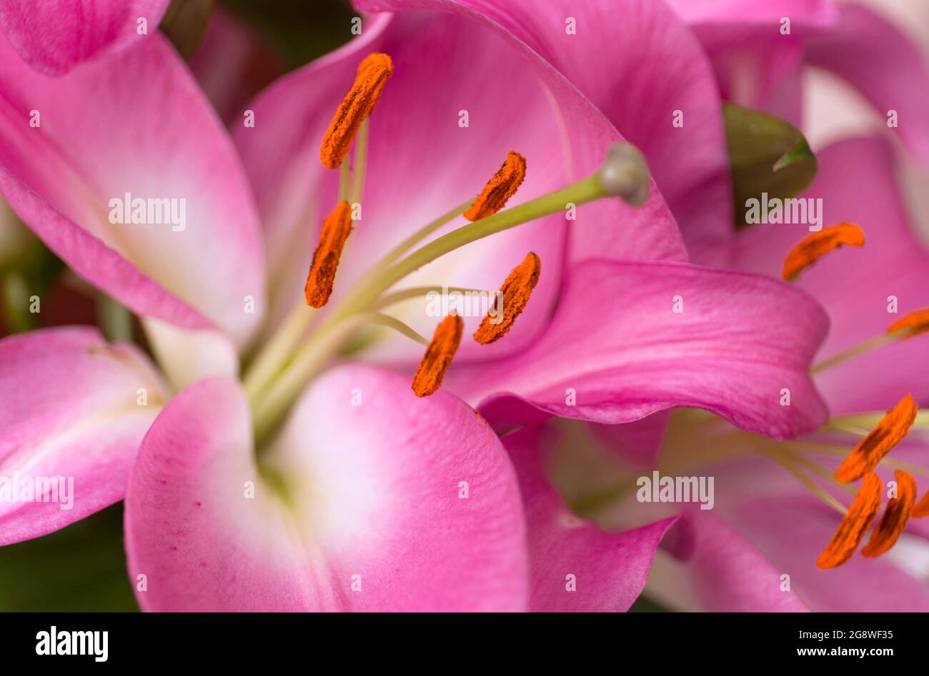Macro pink big lily flowers with soft focus. Abstract close up petal ...