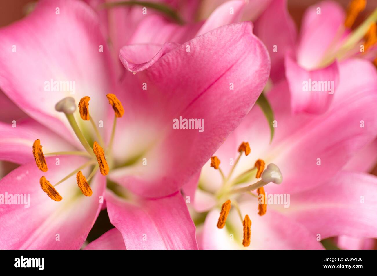 Macro pink big lily flowers with soft focus. Abstract close up petal ...