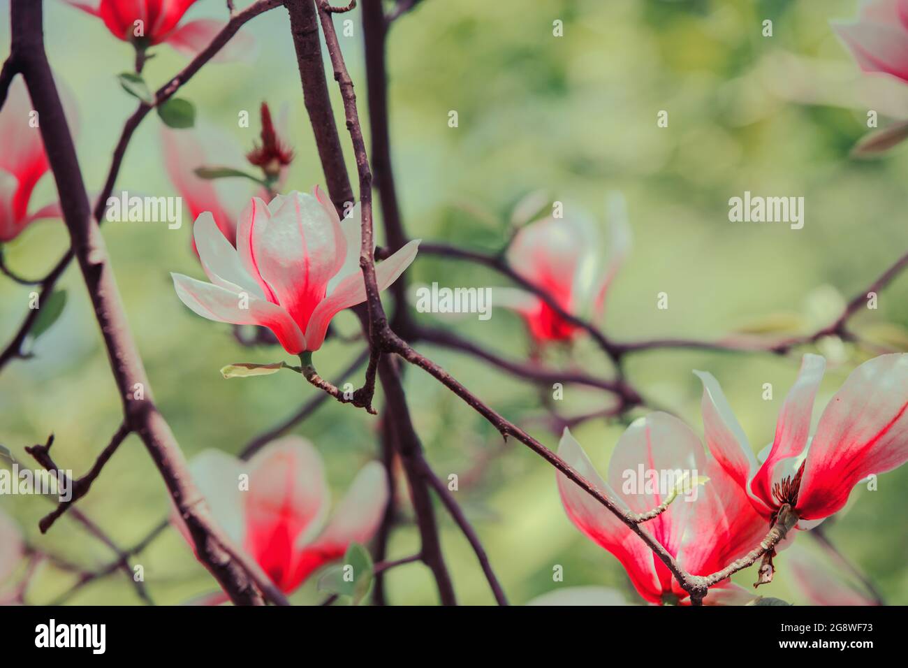 Blossoming Magnolia tree. Red magnolia flowers. Natural vintage flowers ...