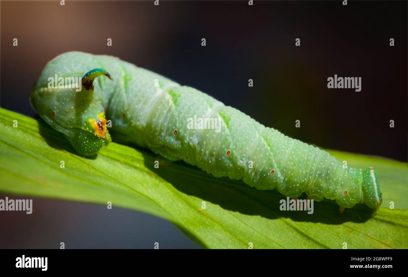 Lime Hawk-moth caterpillar on the leaf Stock Photo - Alamy