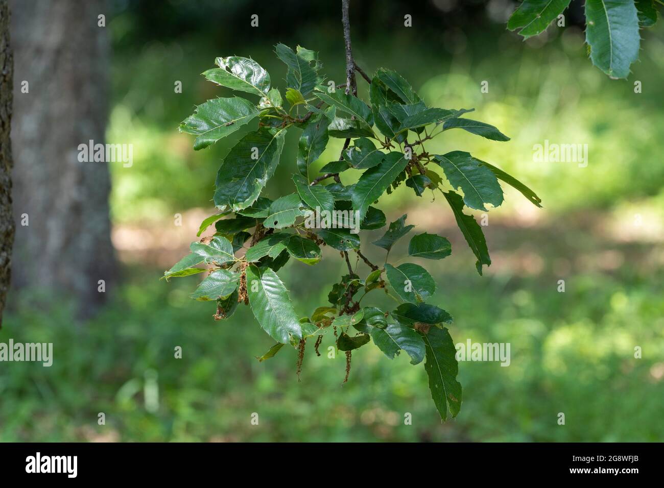 Spring branch of Quercus acutissima (May 25th, 2021), Isehara City ...