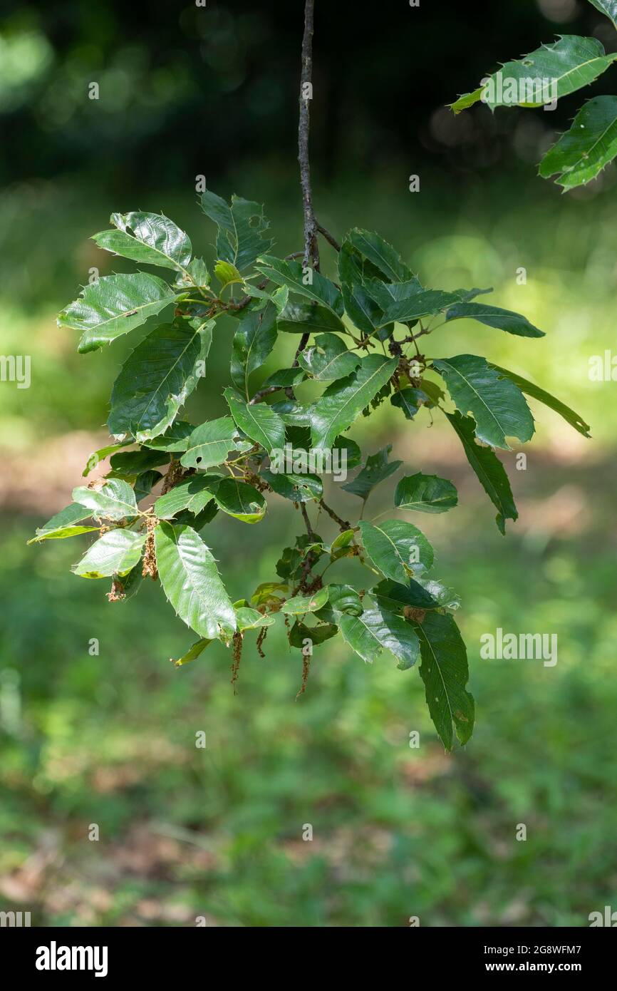Spring branch of Quercus acutissima (May 25th, 2021), Isehara City ...