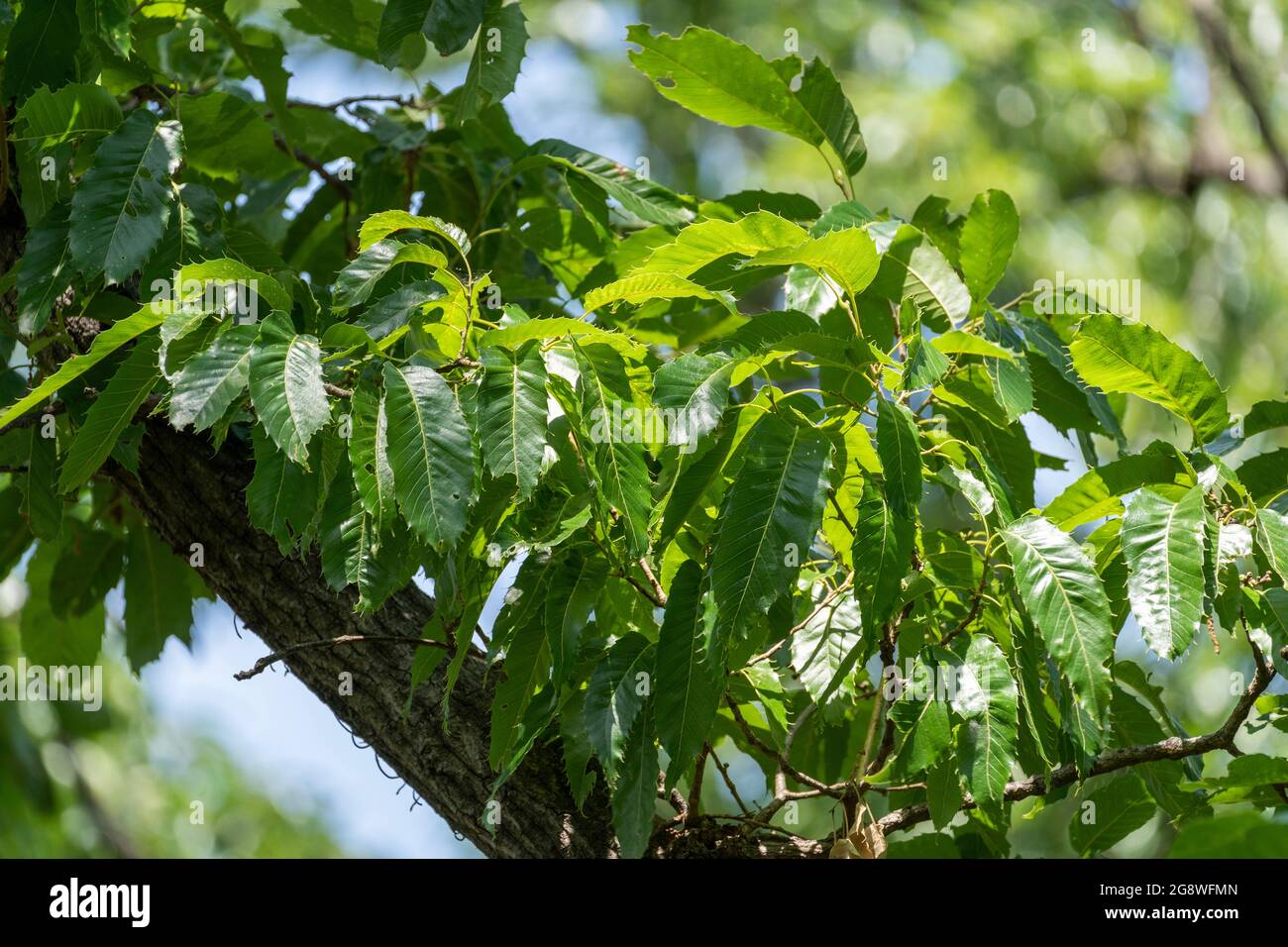 Spring branch of Quercus acutissima (May 25th, 2021), Isehara City ...
