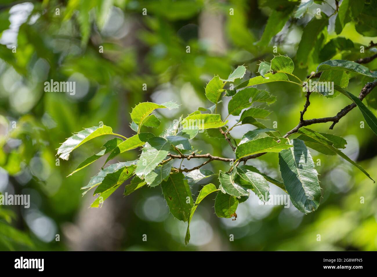 Quercus acutissima hi-res stock photography and images - Alamy