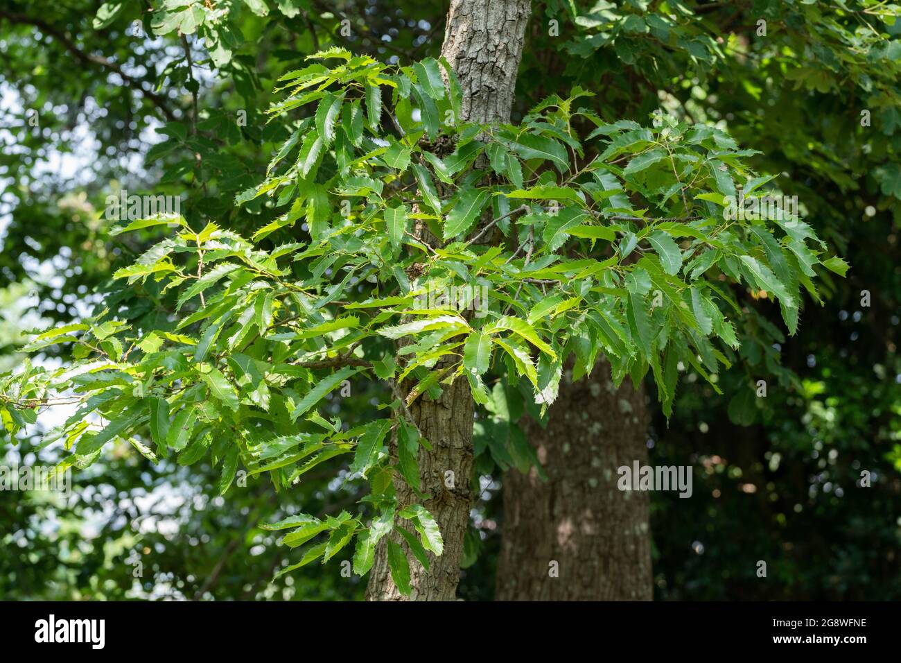 Spring branch of Quercus acutissima (May 25th, 2021), Isehara City ...