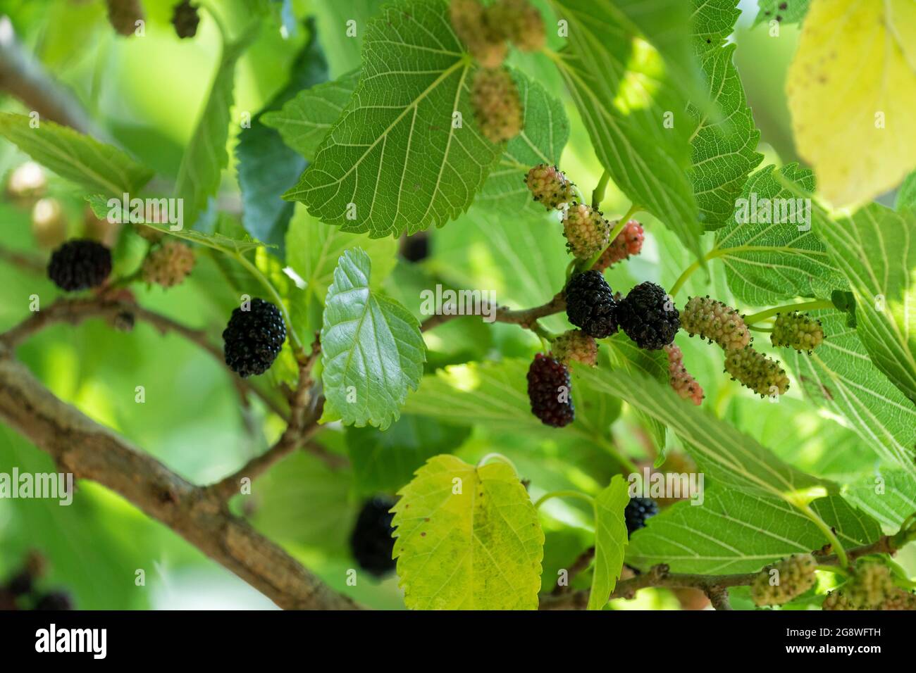 Ripe fruits of Morus alba on tree, Isehara City, Kanagawa Prefecture ...