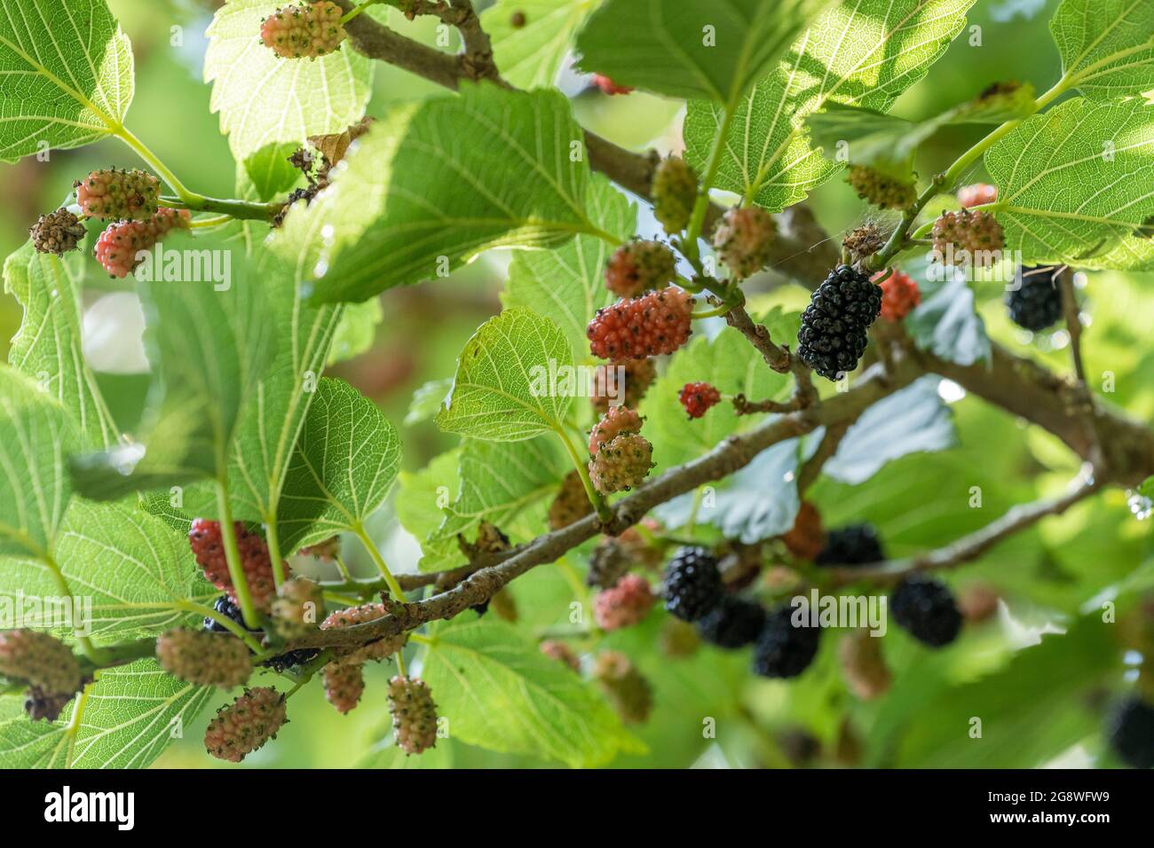 Ripe fruits of Morus alba on tree, Isehara City, Kanagawa Prefecture ...