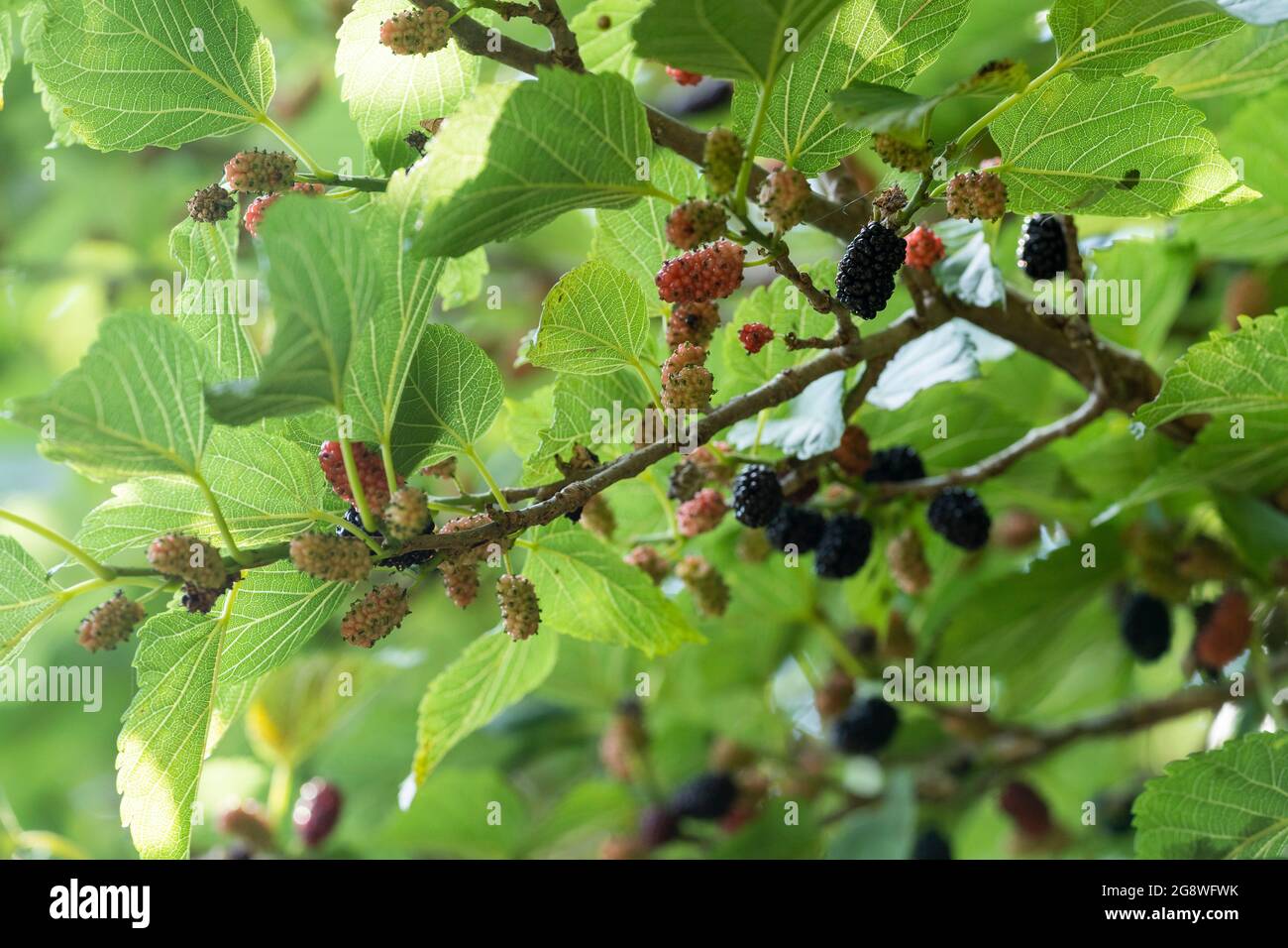 Ripe fruits of Morus alba on tree, Isehara City, Kanagawa Prefecture ...