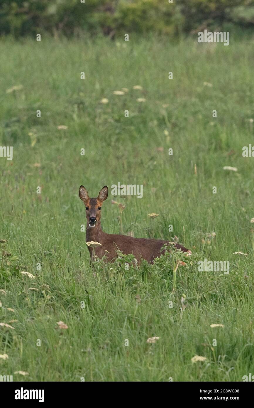 European Roe Deer (Capreolus capreolus) Yorkshire GB UK June 2021 Stock ...