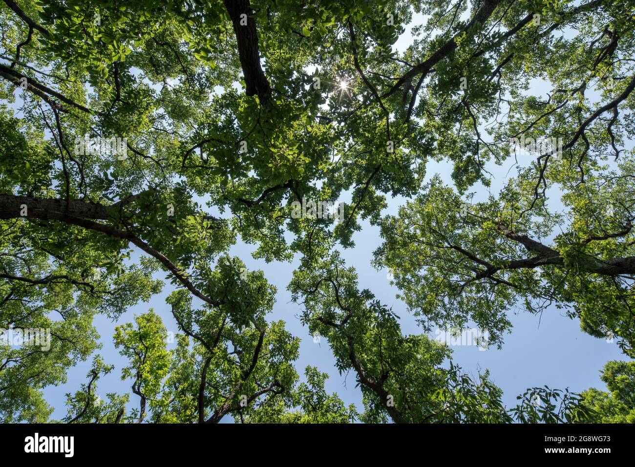 Japanese oak tree leaves quercus hi-res stock photography and images ...