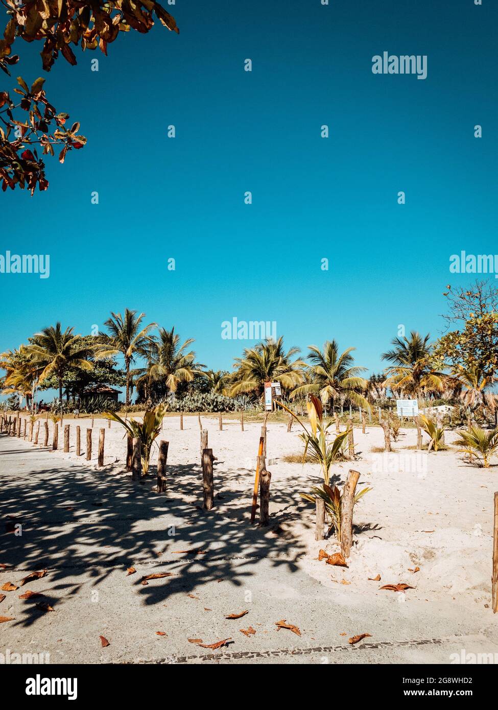 Vertical shot of wooden posts on the sandy beach along the paved path ...