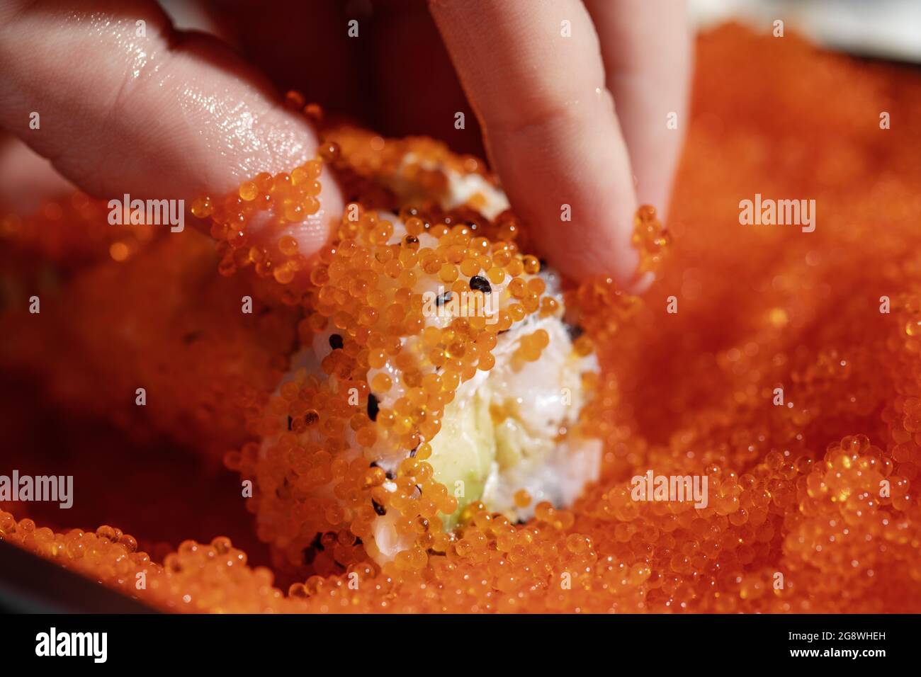 Closeup of chef hands rolling up sushi in flying fish roe (Tobiko) red ...