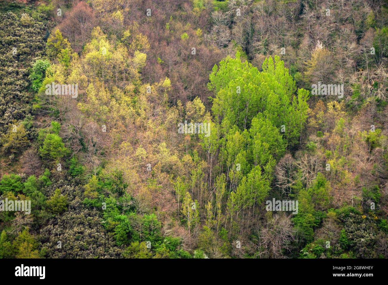 A patch of heart shaped trees of two species in different leaf ...