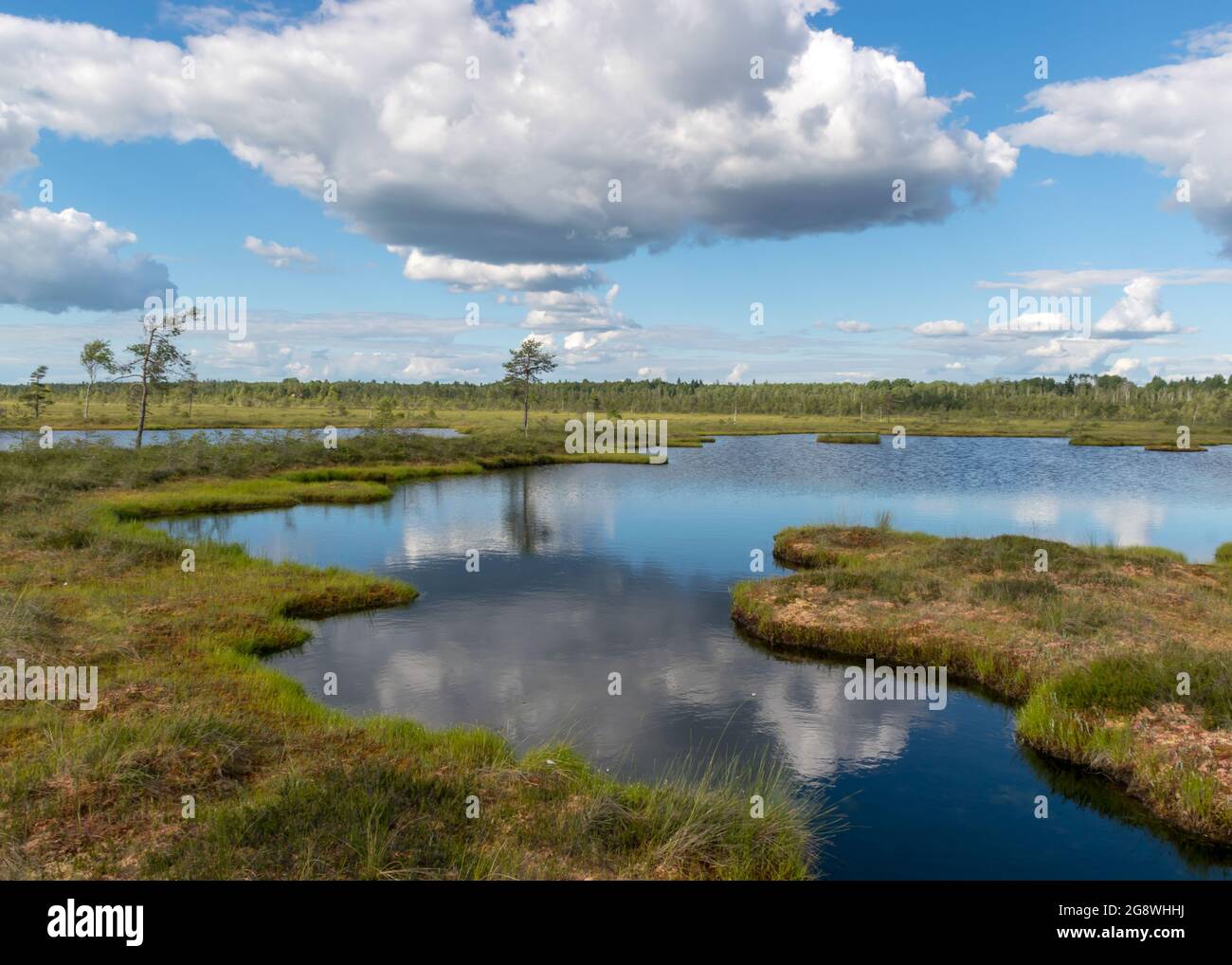 traditional bog landscape with blue swamp lake, gorgeous clouds, mire ...