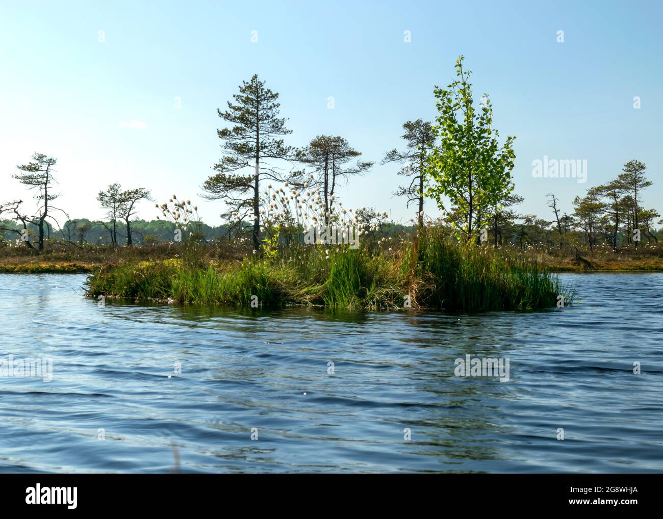 beautiful swamp landscape with blue sky and water, traditional swamp ...