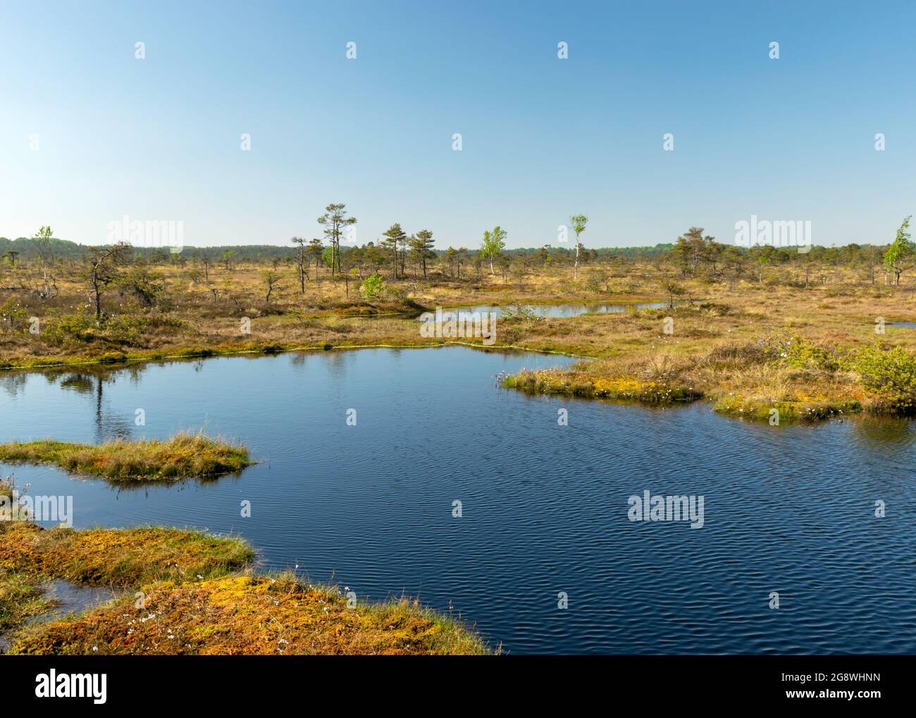 beautiful swamp landscape with blue sky and water, traditional swamp ...