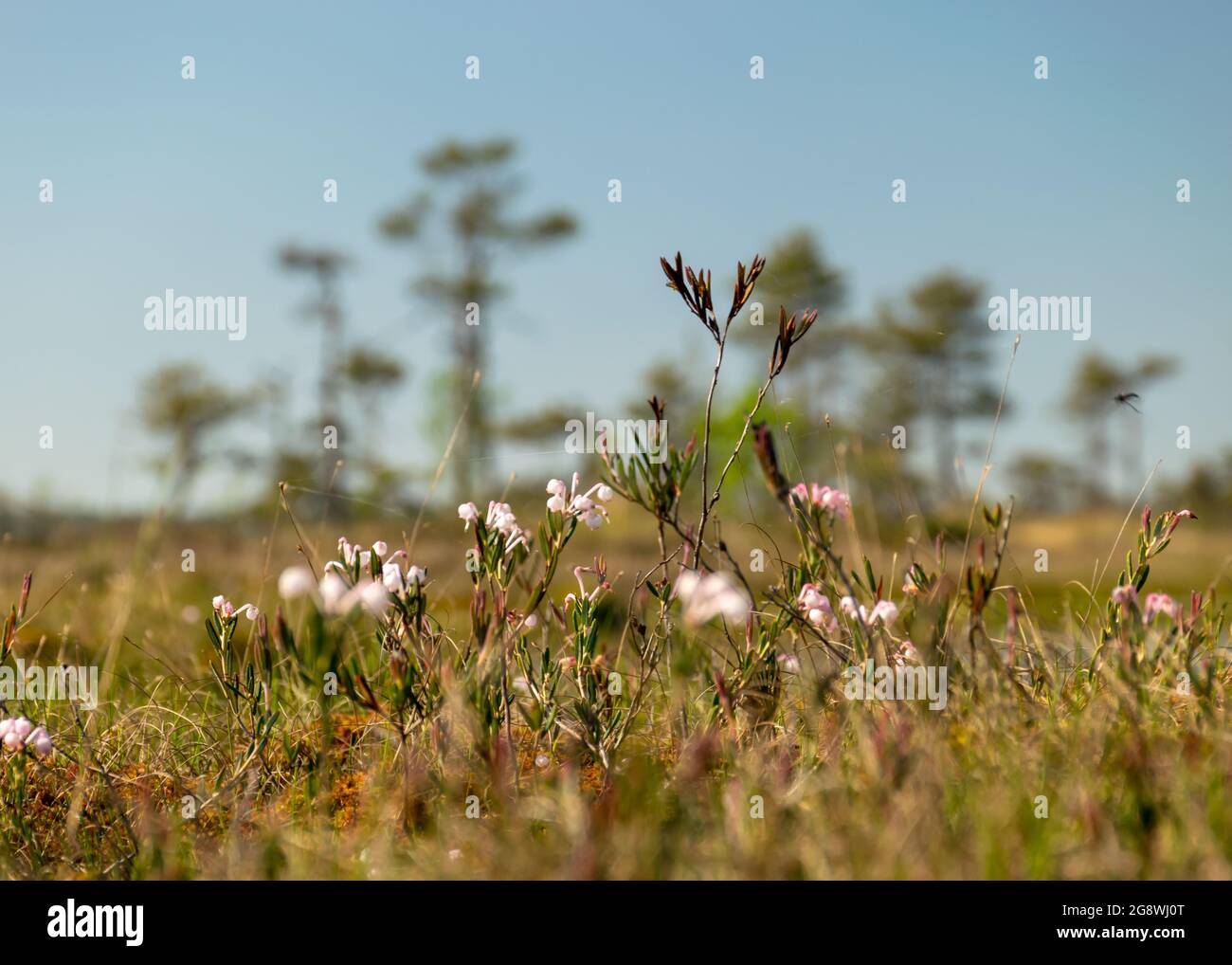 traditional bog plants, moss, lichens close-up, bog background, swamp ...