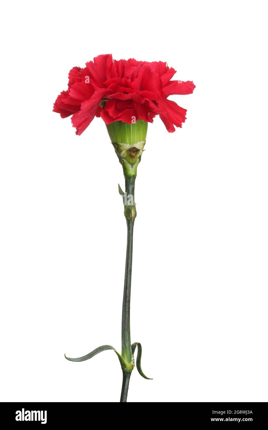 Red carnation isolated on white Stock Photo - Alamy