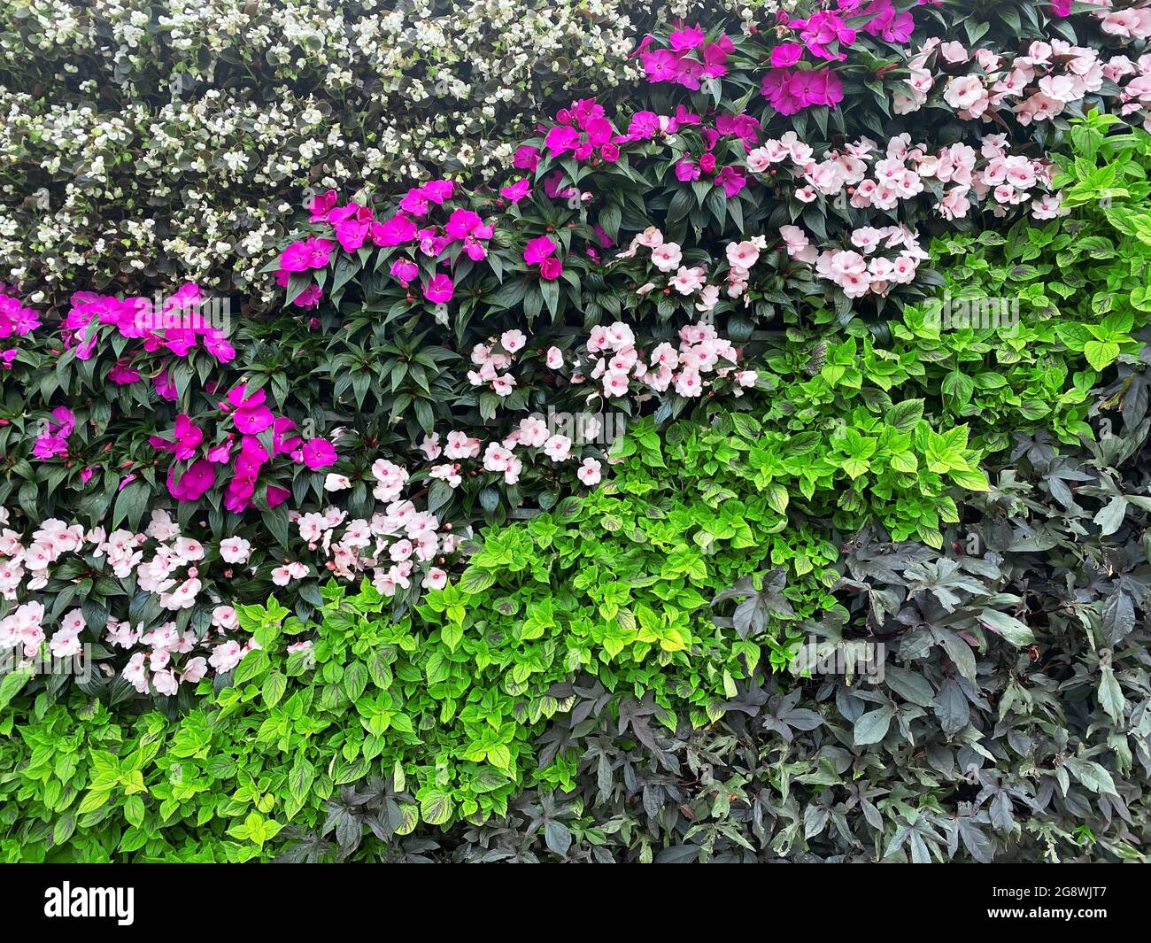 beautiful wall of flowers background Stock Photo - Alamy