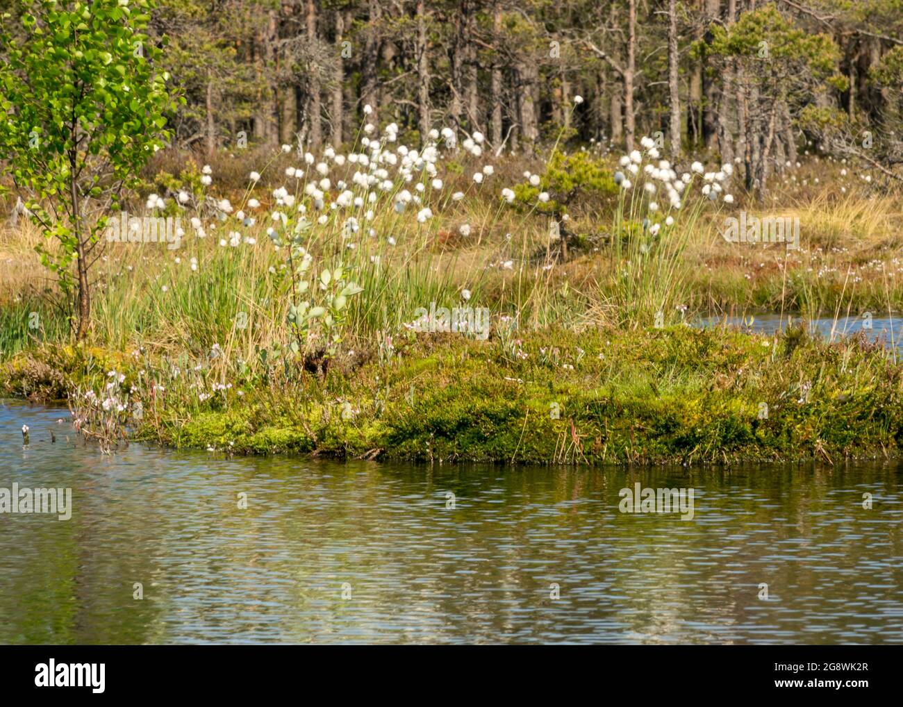 traditional bog plants, moss, lichens close-up, flowering pillows ...