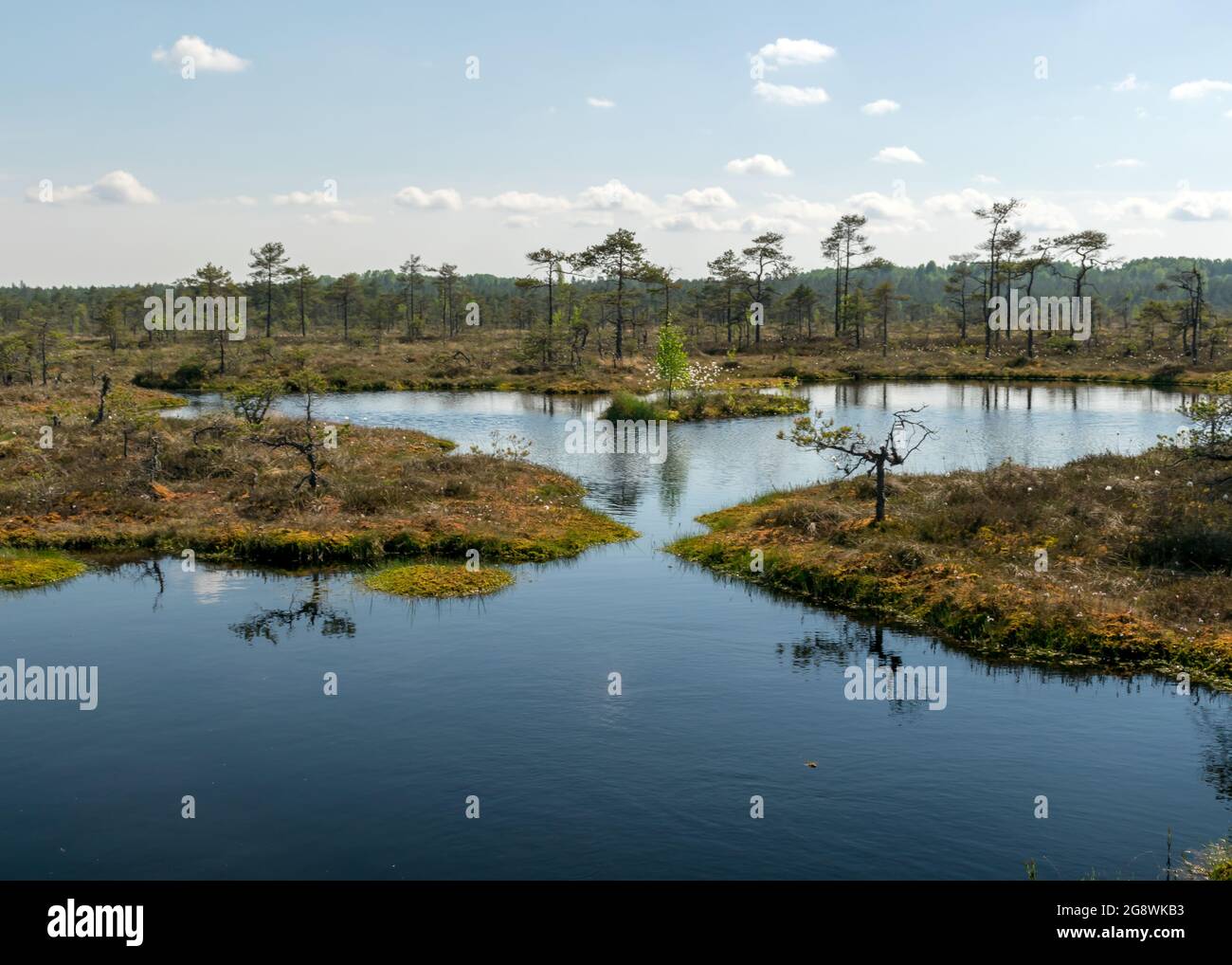 beautiful swamp landscape with blue sky and water, traditional swamp ...