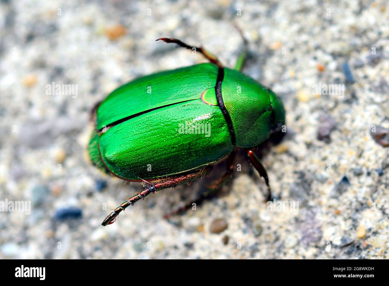 Japanese Beetles High Resolution Stock Photography and Images - Alamy
