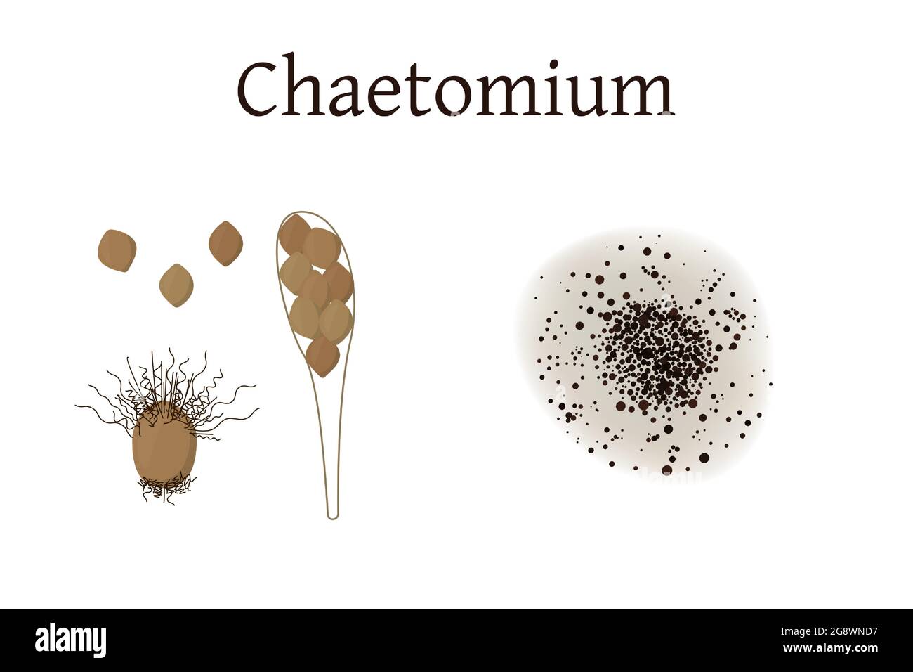 Chaetomium mold vector illustration isolated on white background Stock ...