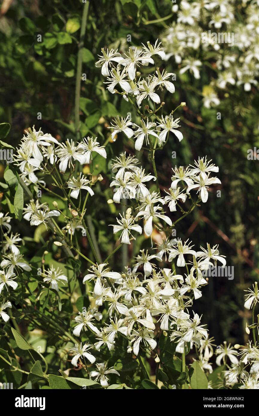 fragrant virgin's bower plant in full bloom, Clematis flammula Stock ...