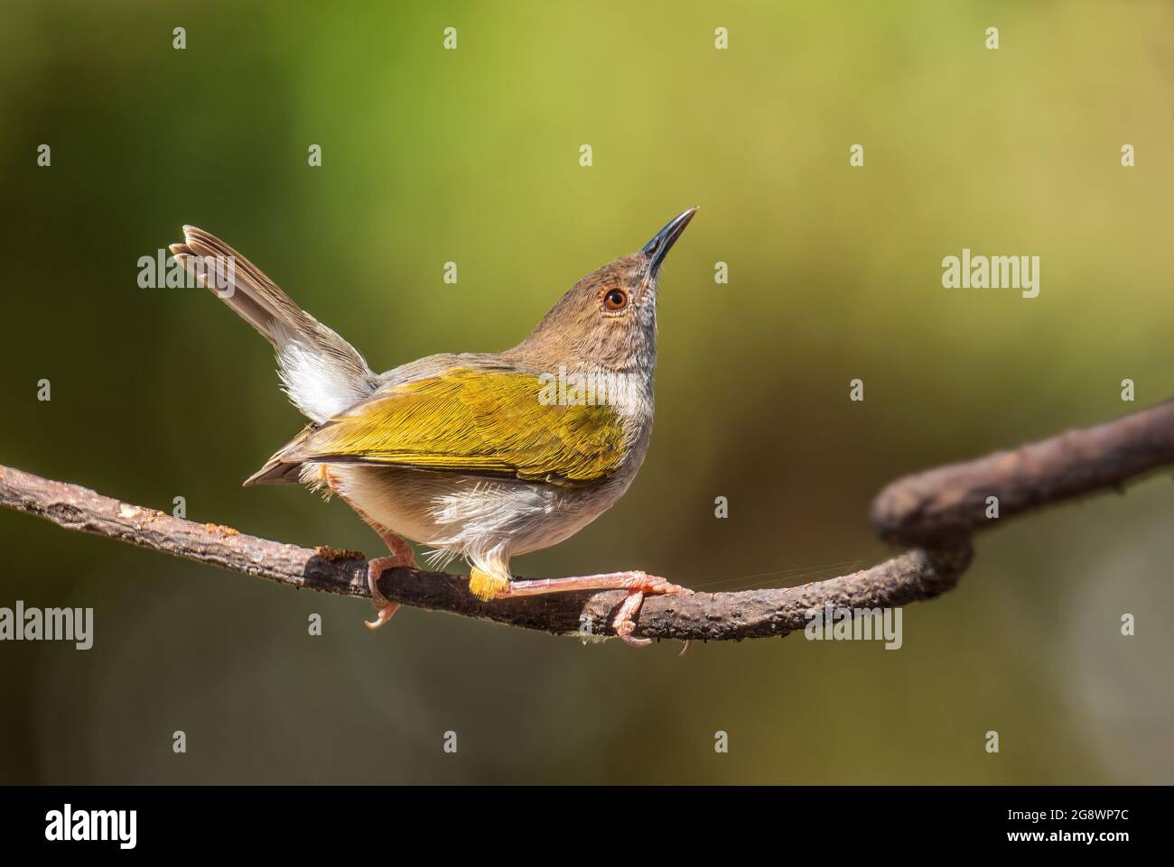 Green-backed Camaroptera - Camaroptera brachyura, beautiful perching ...