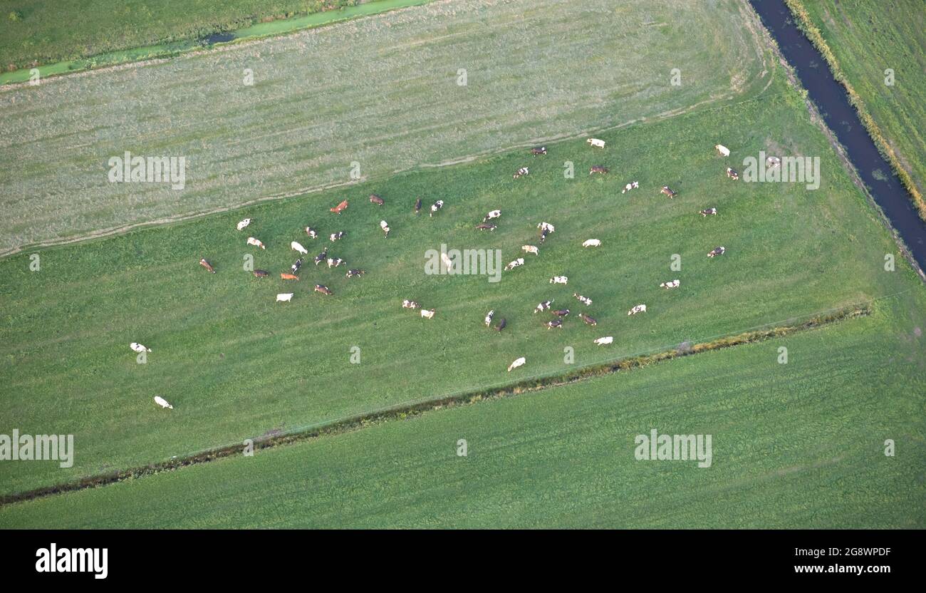 Aerial view of cows in the field, Friesland Stock Photo - Alamy