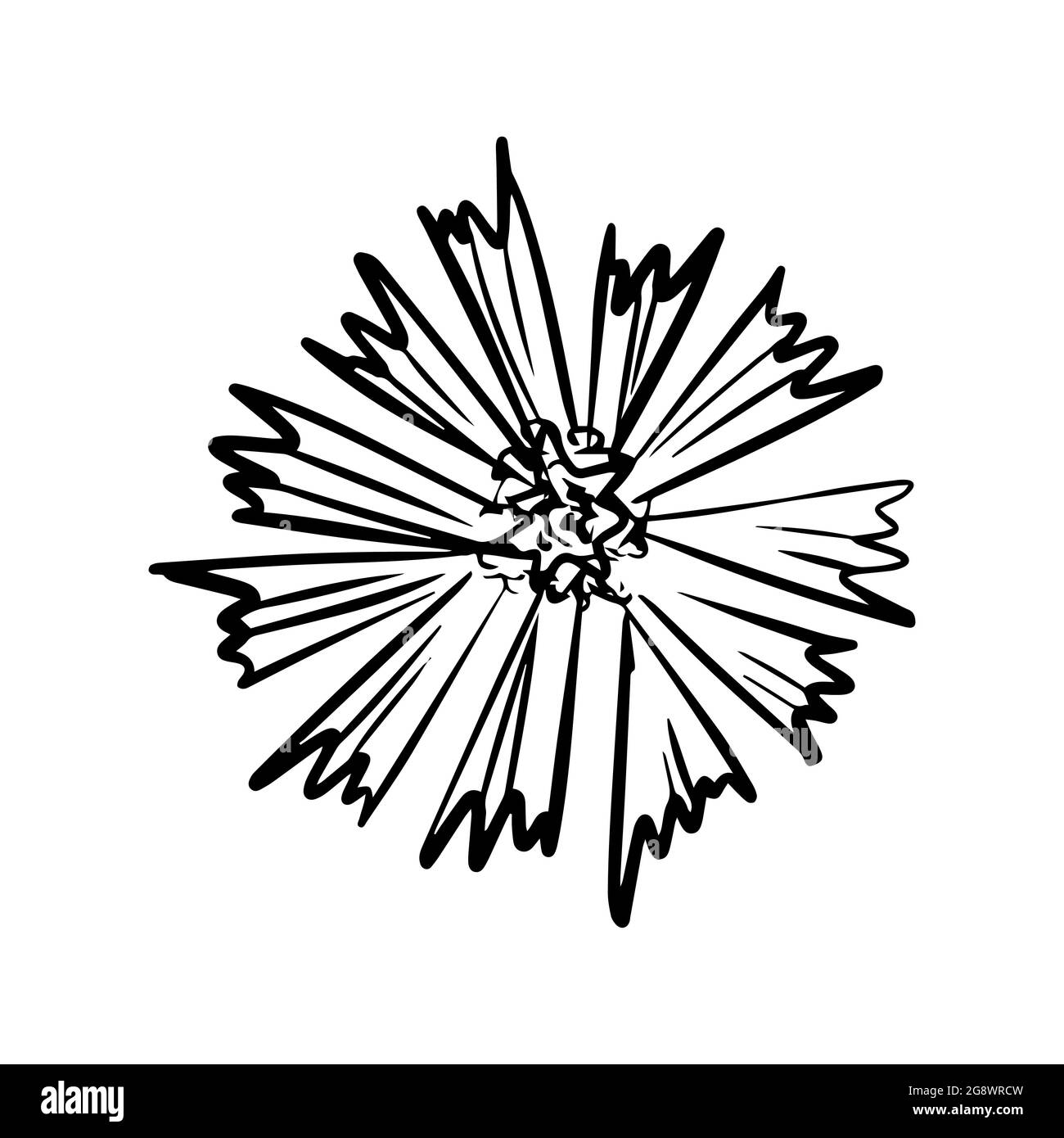 Cornflower hand drawn illustration. Line art. Isolated on white ...