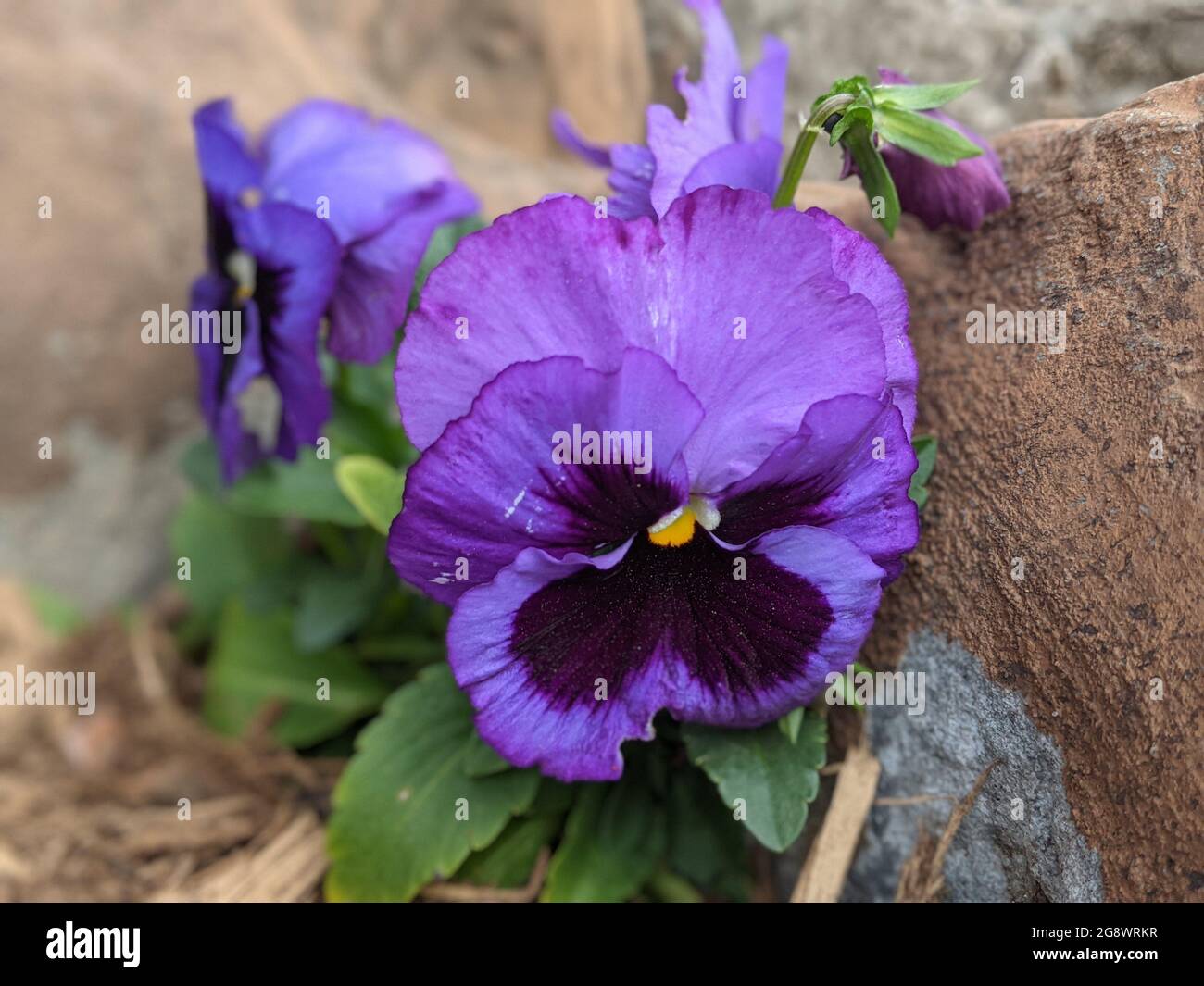 Closeup of purple pansies in a garden under the sunlight with a blurry ...