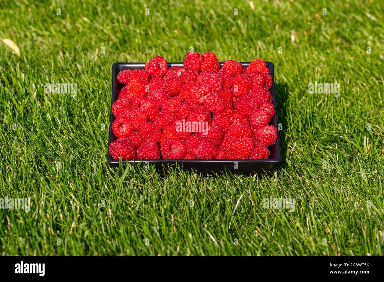 Blackberry raspberry (Rubus idaeus), fruit. (CTK Photo/Marketa ...
