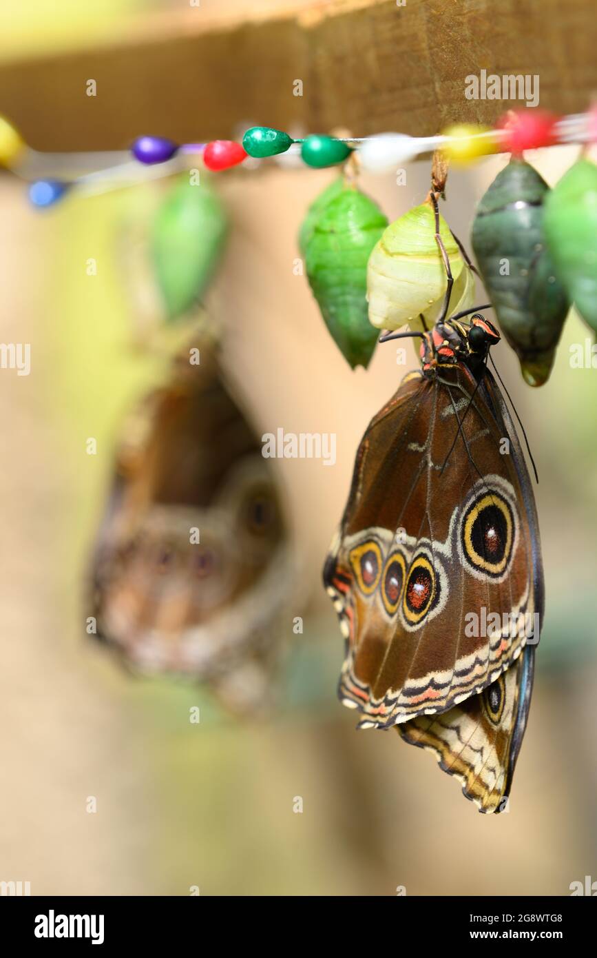 Close up of tropical Morpho butterfly coming out of chrysalis Stock ...