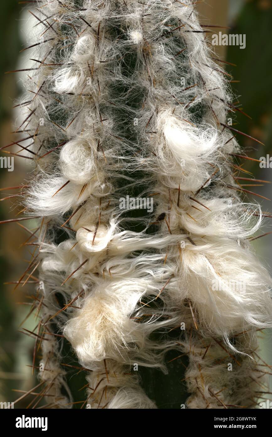 Detail of old man cactus beard growing around thorns Stock Photo - Alamy