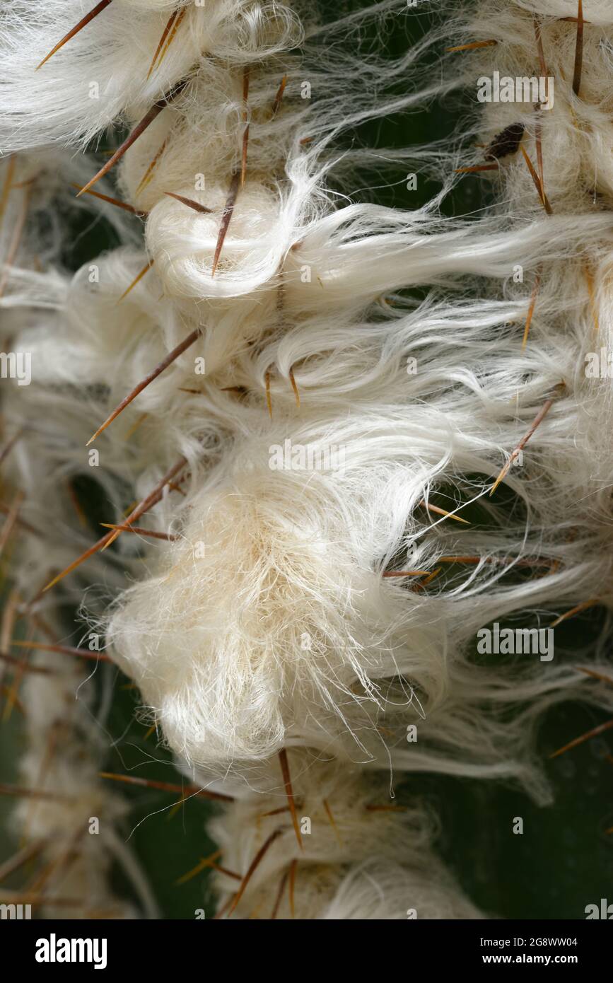 Thorn beard hi-res stock photography and images - Alamy