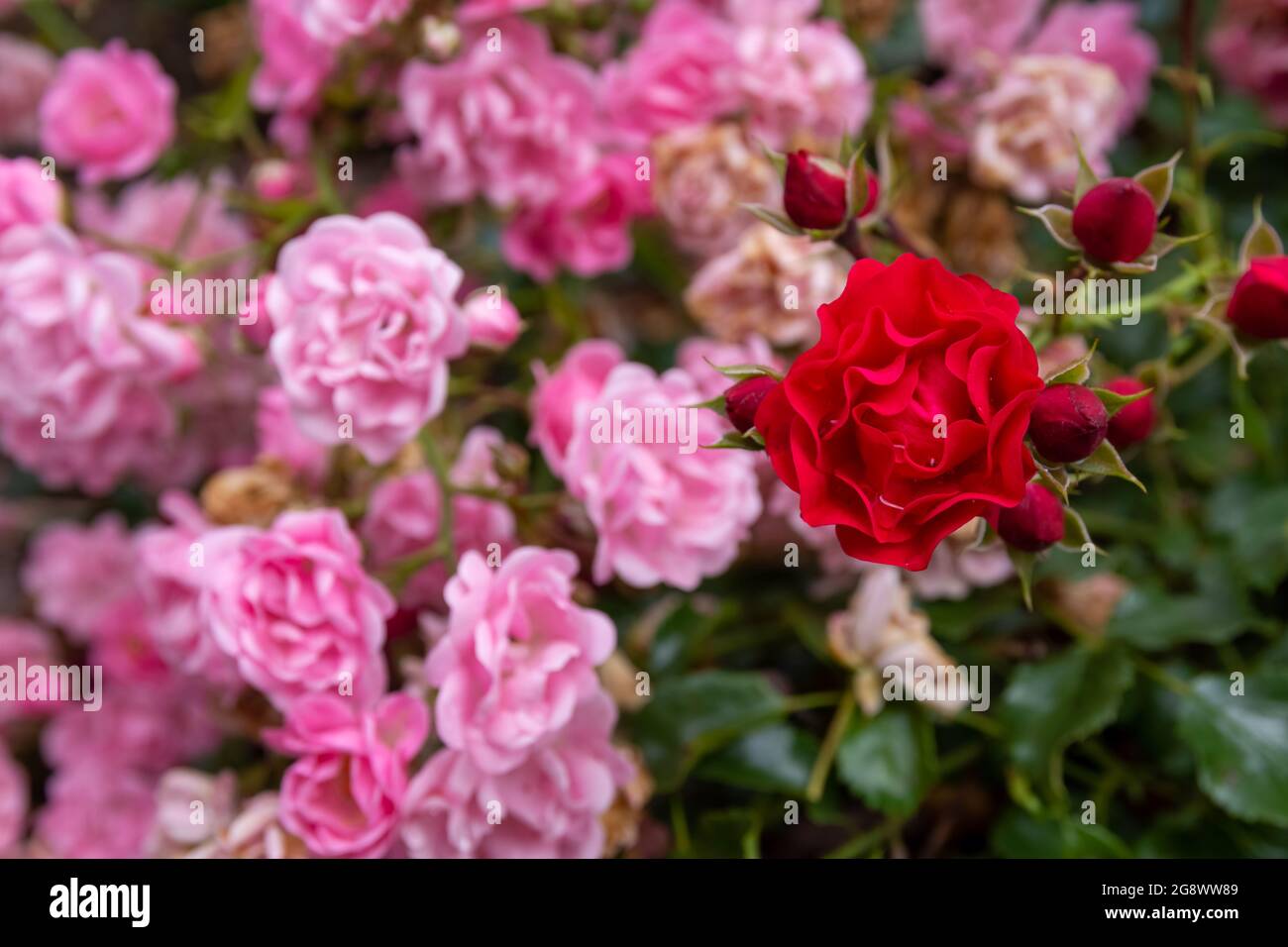 Selective focus shot of red roses with pink roses on the background ...