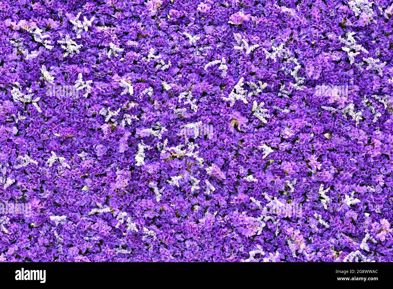 Blue and purple flowers of sea-lavender, statice, caspia, marsh ...