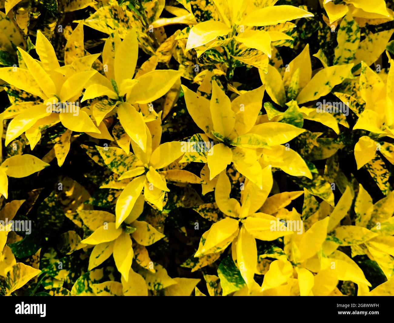 Laurel plants hi-res stock photography and images - Alamy