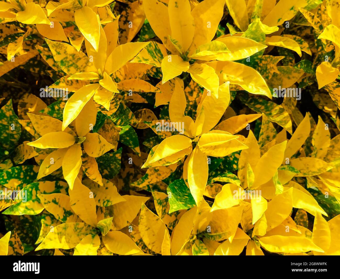Laurel plants hi-res stock photography and images - Alamy