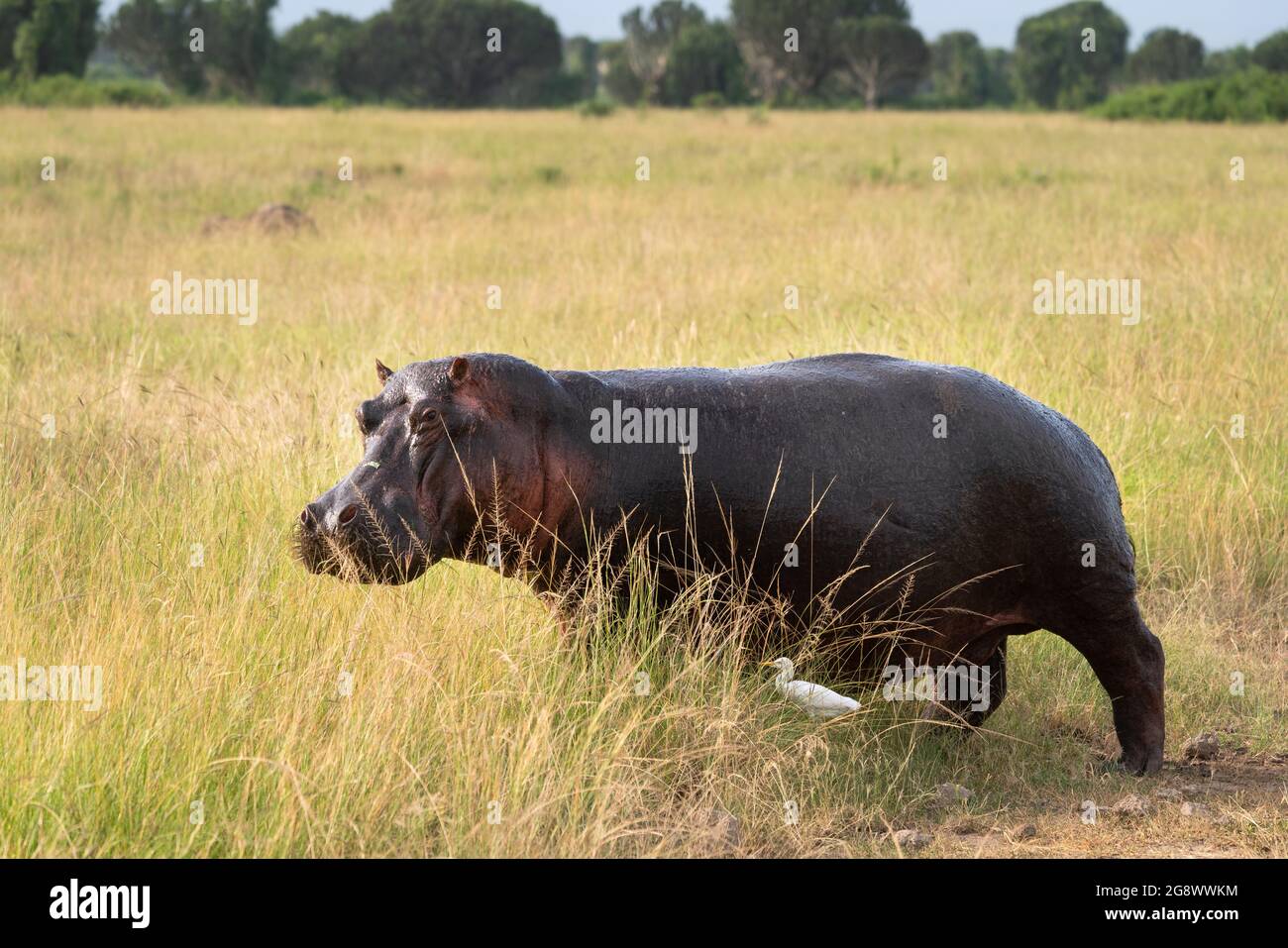 Hippo in Queen Elizabeth National Park, Uganda, Africa Stock Photo - Alamy