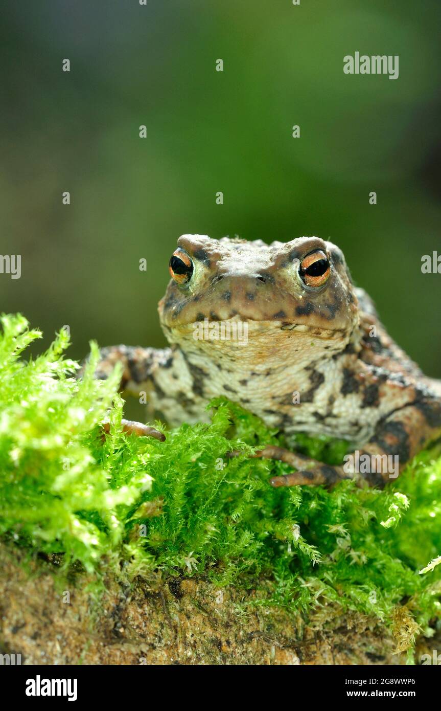Common toad. Dorset, UK Stock Photo - Alamy