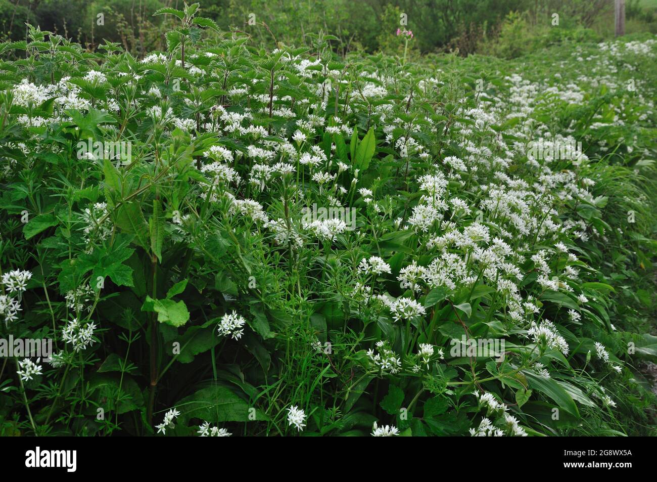Spring flowers on a roadside bank in Dorset, UK Stock Photo - Alamy