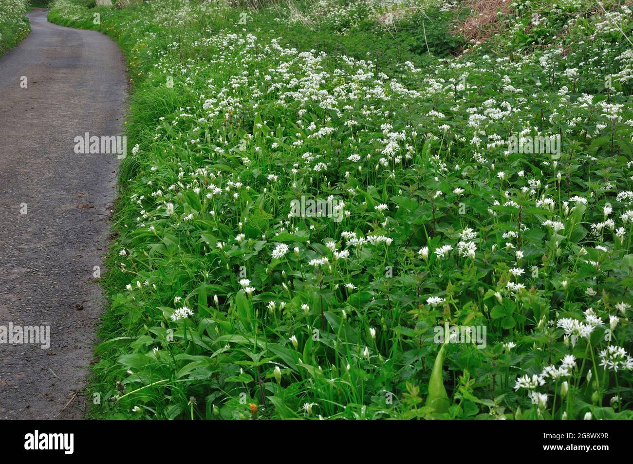 Spring flowers on a roadside bank in Dorset, UK Stock Photo - Alamy
