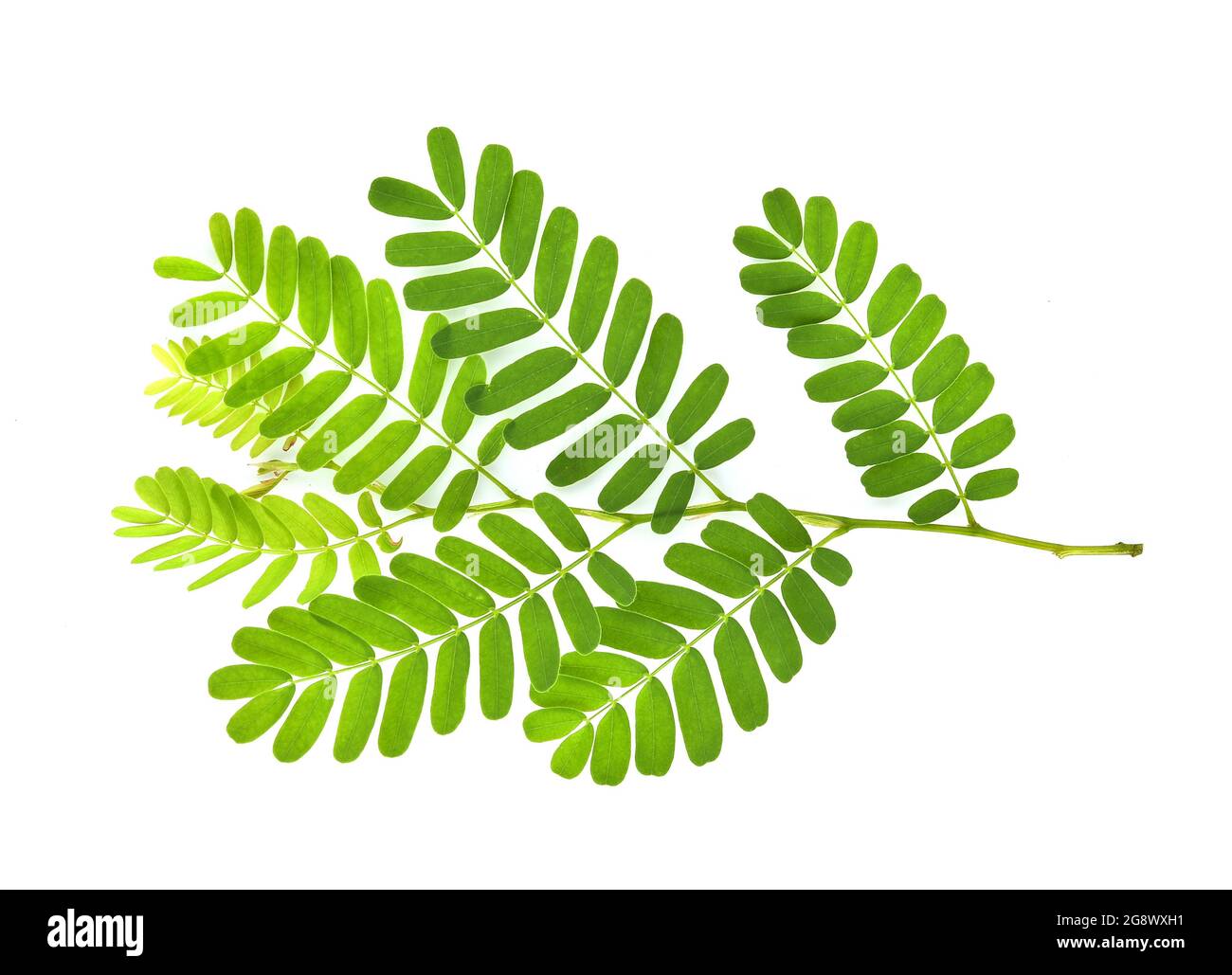 Violet Tamarind Leaf Paper