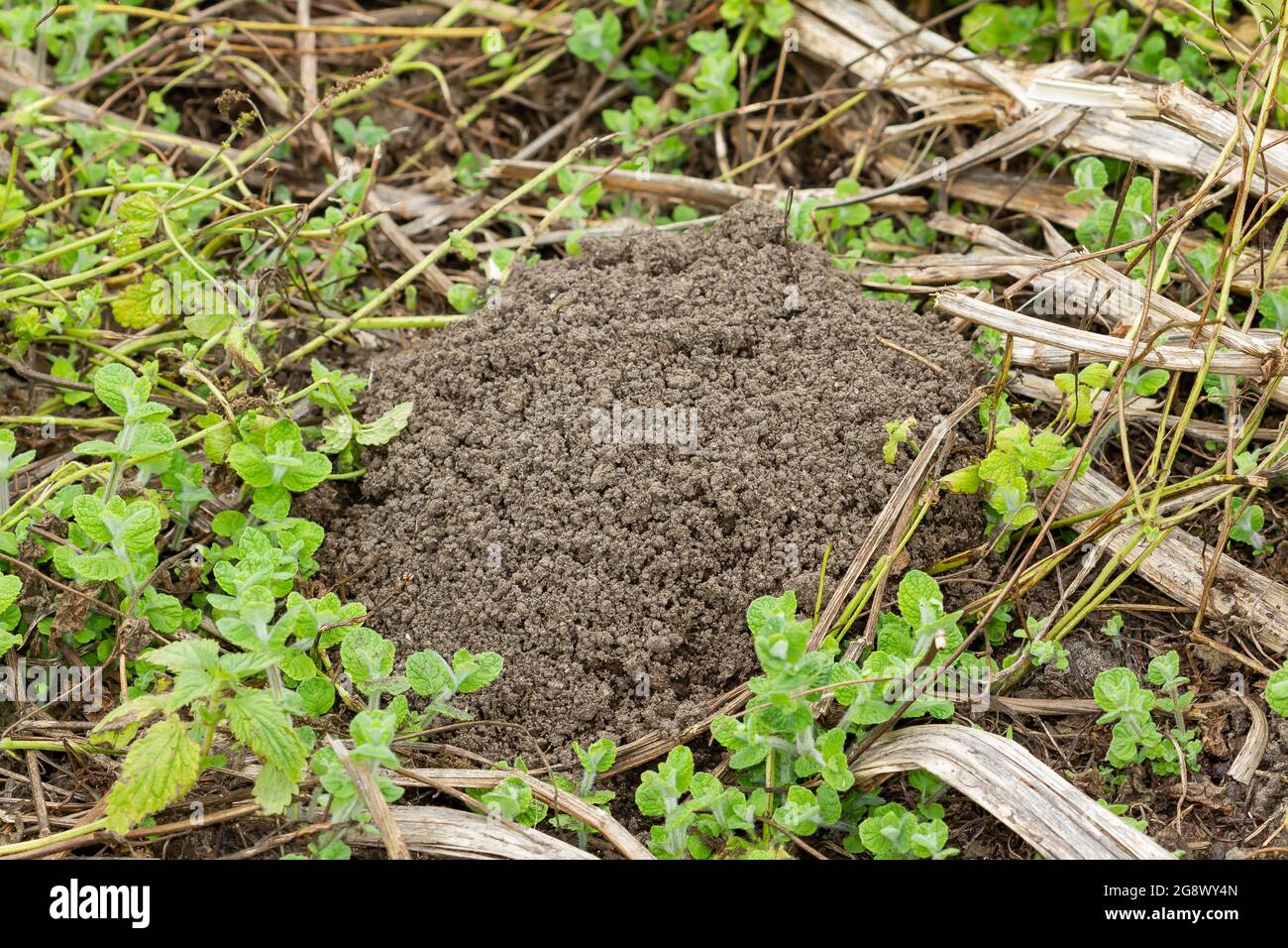 High angle shot of European black mole burrow above ground Stock Photo ...